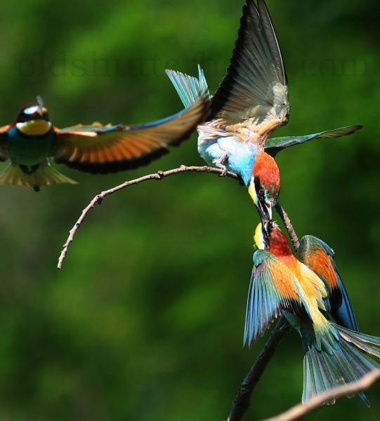 Bird photography - tips and techniques, how to photograph birds, usual ...